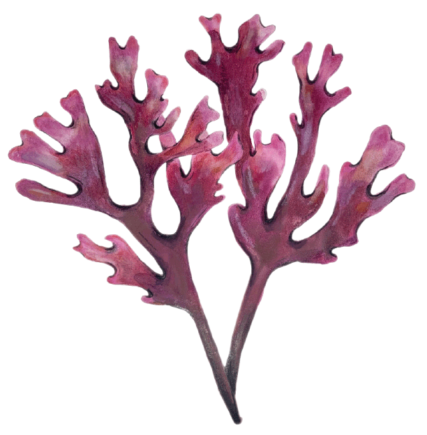 Dulse Profile & Recipes | National Seaweed Hub